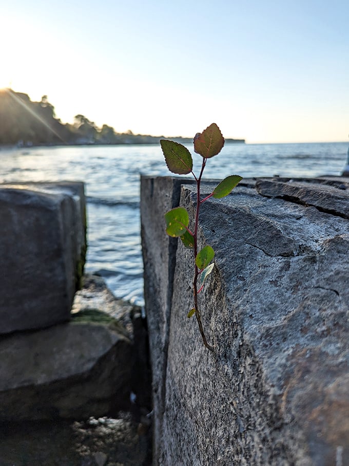 Life finds a way—a determined plant sprouting from solid rock captures the persistent magic of nature at sunset along Lake Erie's edge.