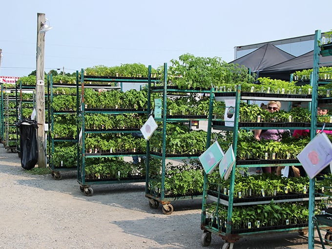 Green thumbs rejoice! These rolling racks of seedlings promise summer gardens bursting with homegrown flavor and neighborhood bragging rights.