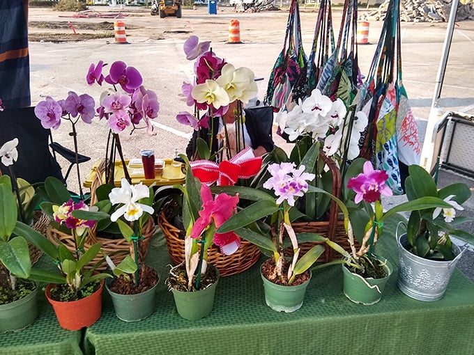 These orchids bring tropical elegance without the tropical price tag—nature's artwork that even the most committed plant-killer might keep alive.