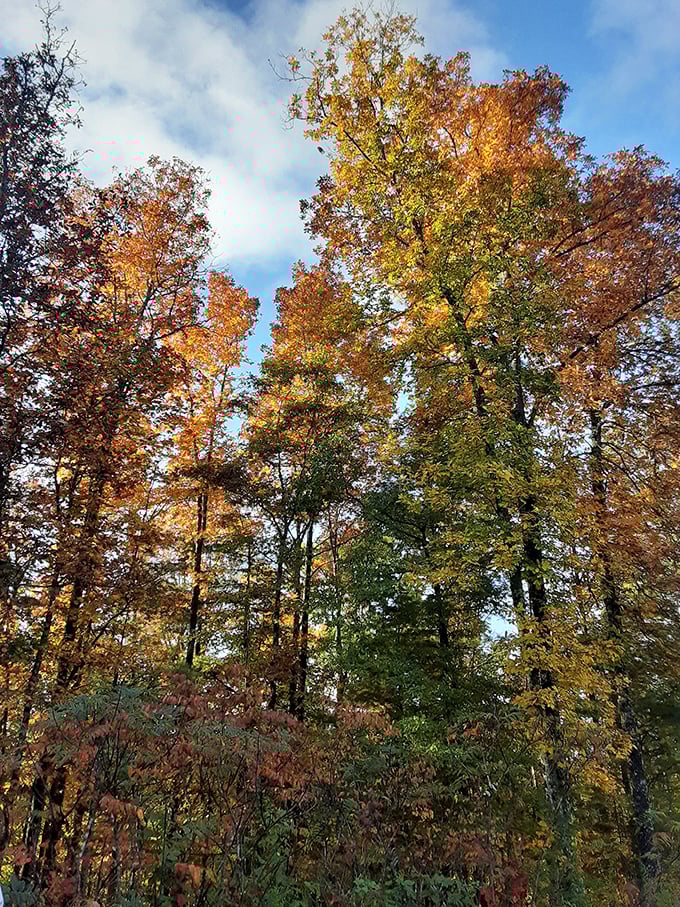 Fall's fashion show puts human designers to shame – these trees wear their autumn colors with a confidence Paris runways can only dream about.