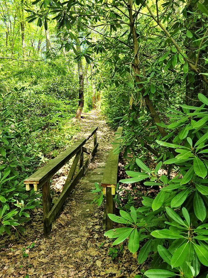The rhododendron tunnel: where hikers enter looking stressed and emerge looking like they've discovered the secret to inner peace.