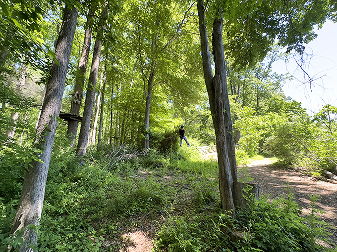 Soaring between trees on a zipline—the closest you'll get to feeling like a superhero without wearing spandex.