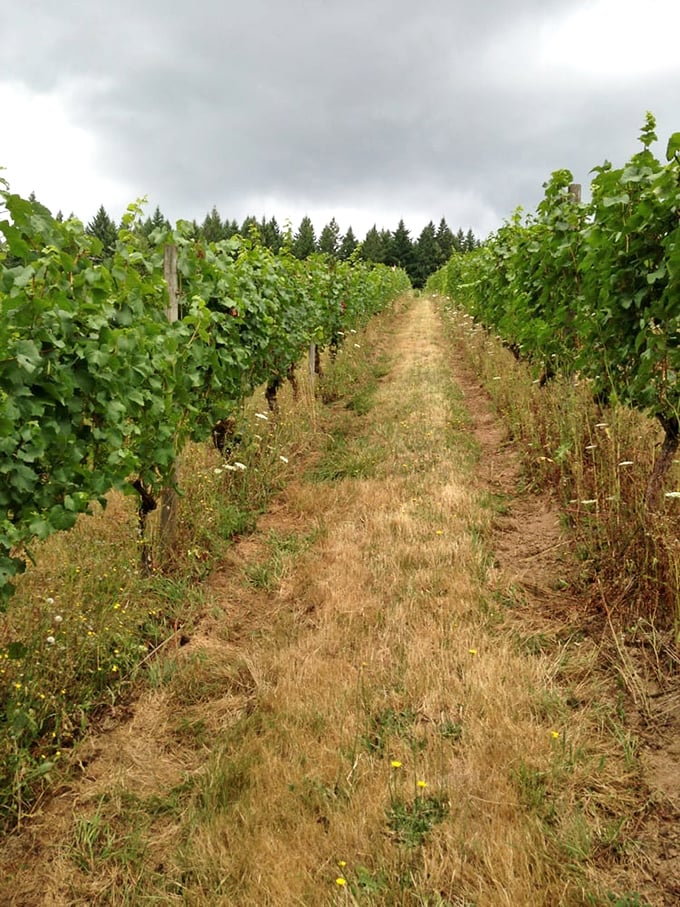 Moody vineyard rows disappear into forest like nature's own yellow brick road to wine paradise.