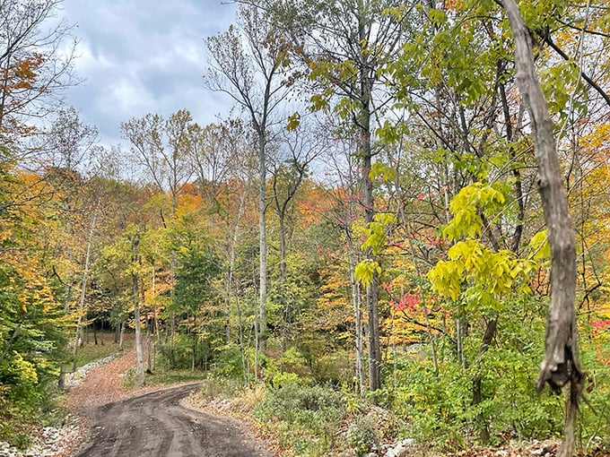 Fall foliage creates nature's most spectacular light show along Waynesville's country roads—no ticket or special glasses required.