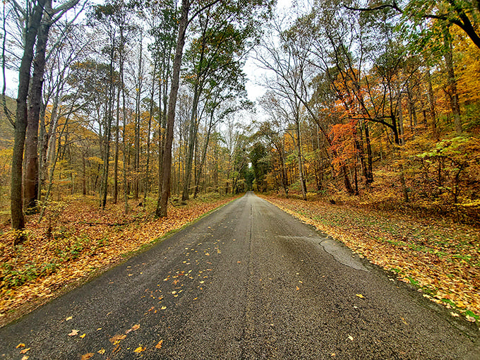 Nature's confetti! Fall transforms this park road into a golden corridor, where every drive becomes a parade through autumn's finest work.