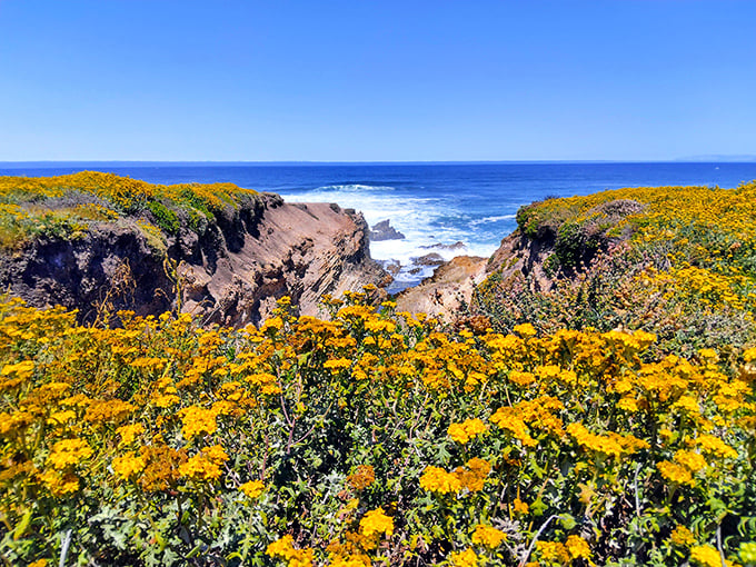 The Bluff Trail serving up California poppies like nature's own welcome mat in springtime.