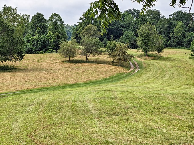 The gentle curve of this meadow path seems to whisper, "Slow down, city slicker—the best views aren't meant to be rushed."