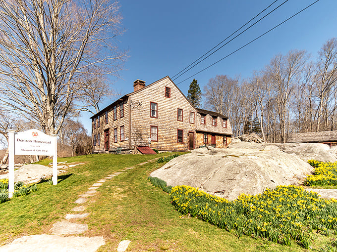 The Denison Homestead stands as a testament to colonial craftsmanship, surrounded by daffodils that have likely been blooming since the Revolutionary War.