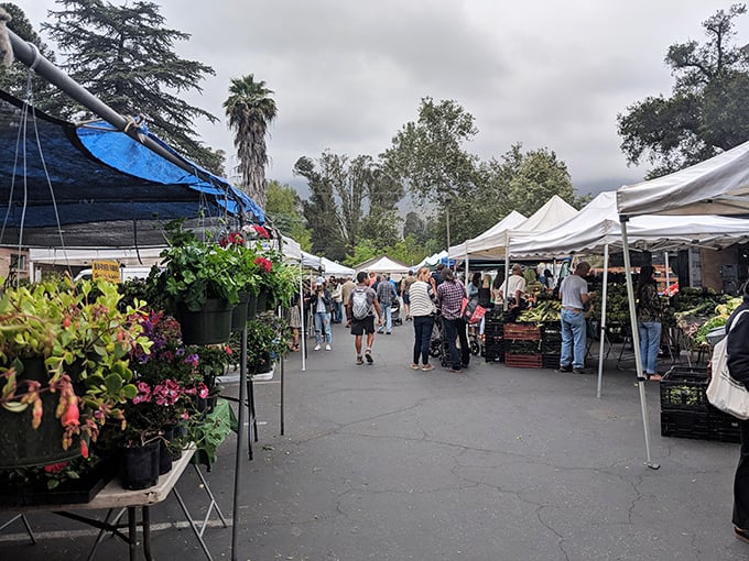 The Sunday farmers market isn't just shopping—it's a weekly celebration where the produce is fresher than most people's Instagram content.