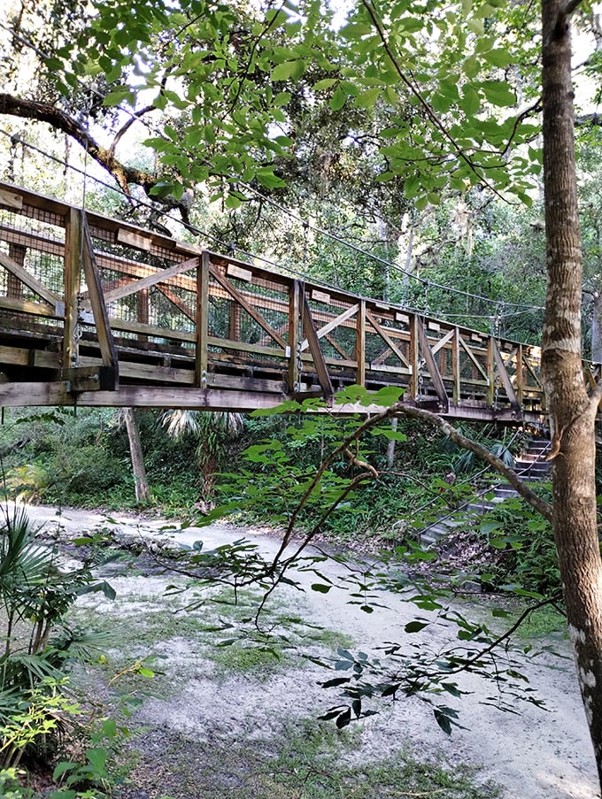 This wooden bridge doesn't just cross water – it transports you between ecosystems with the casual magic of a Florida afternoon.