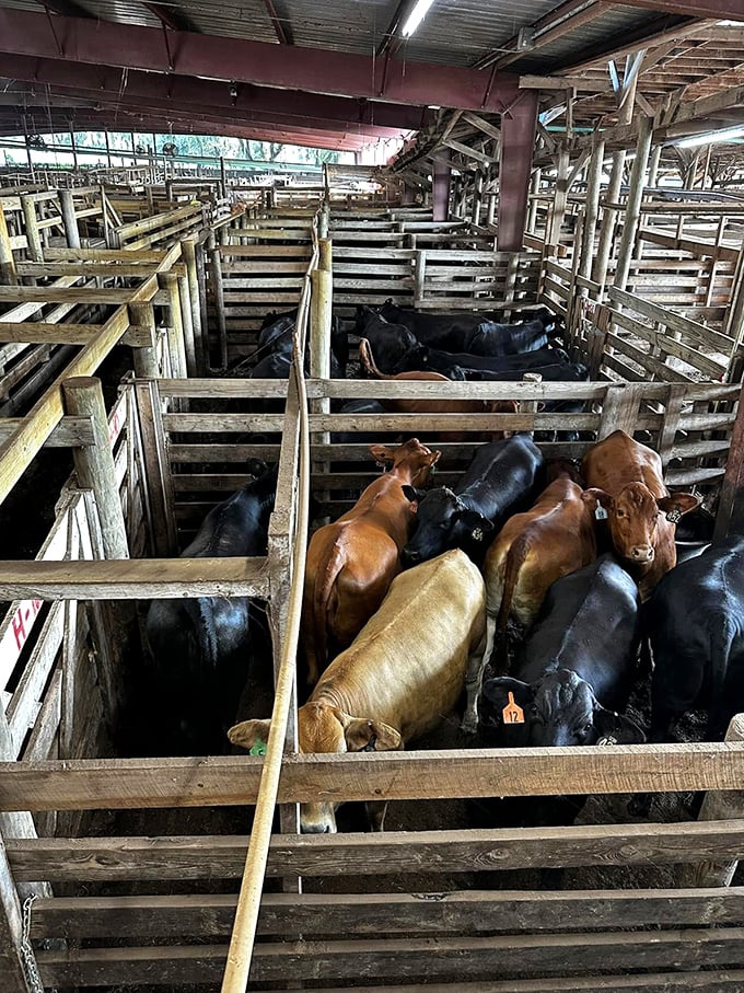 Tuesday's cattle auction brings agricultural reality to the market—a reminder that your steak dinner starts somewhere very real.