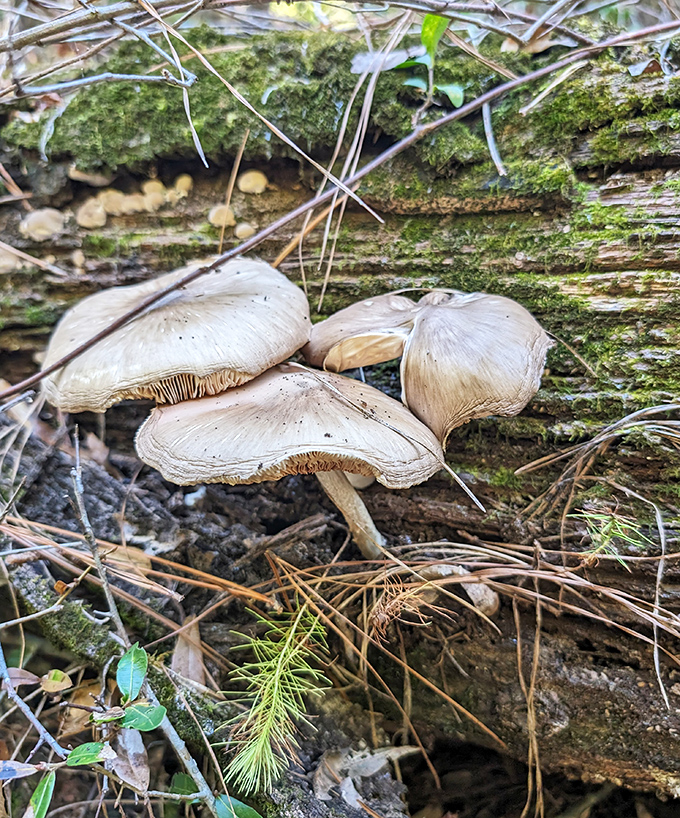 Nature's gourmet section – mushrooms sprouting from fallen logs. Not for eating unless you're an expert or particularly adventurous. 