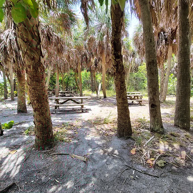 Nature's dining room awaits! These shaded picnic tables offer the best lunch views in Florida—no reservations required, though the palm trees have standing reservations.