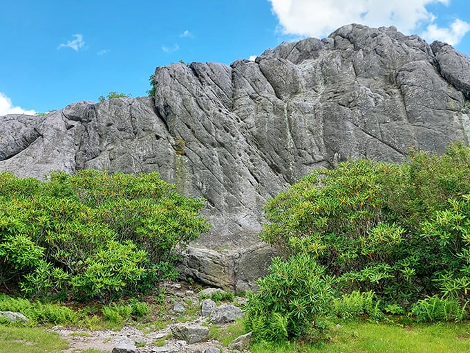 Nature's climbing wall stands sentinel over rhododendron thickets. These ancient rock formations have witnessed centuries of changing seasons.