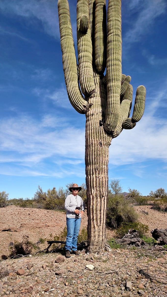This saguaro has been standing sentinel over the desert longer than most of us have been alive. Talk about patience!