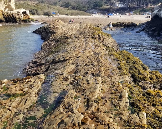 Rocky formations create nature's own obstacle course at low tide. The perfect playground for amateur geologists and professional daydreamers alike.