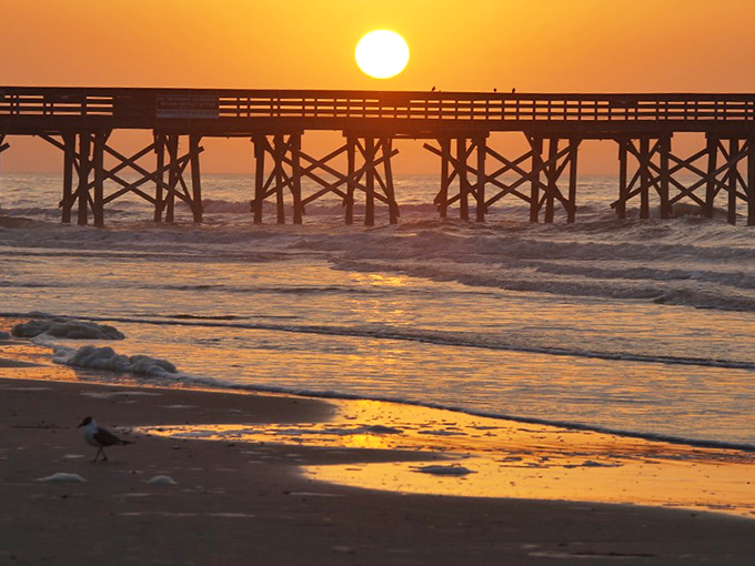 Nature's finest light show happens daily at the pier—no tickets required, just bring your sense of wonder.