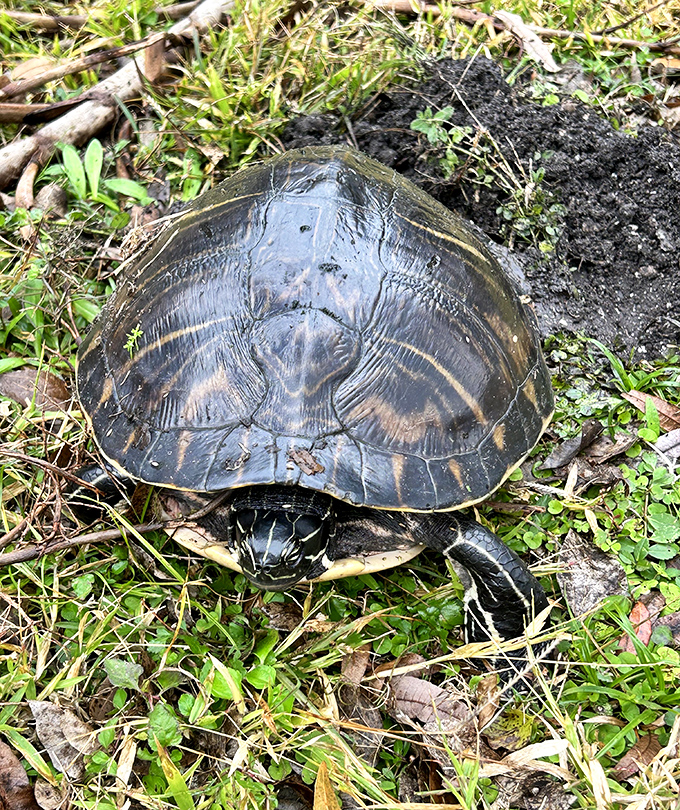 This turtle isn't just crossing the road to get to the other side—he's on a prehistoric mission that's been in his family for millions of years.