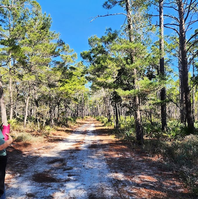 Nature's cathedral: pine sentinels line the path while dappled sunlight plays across the forest floor. Hiking as spiritual experience. 