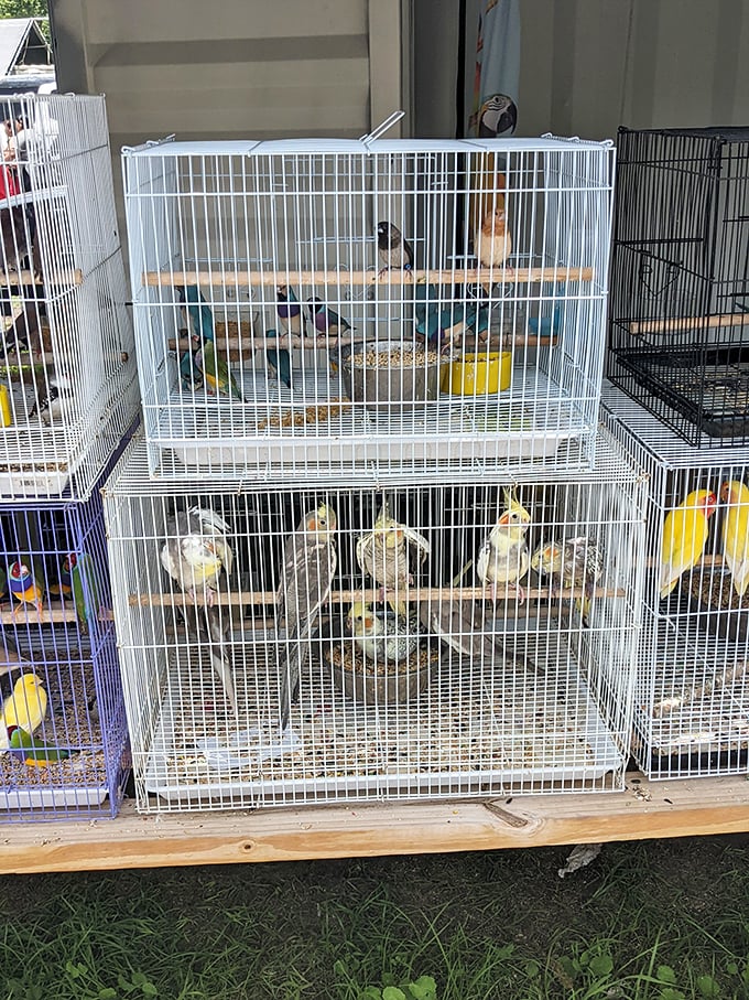 Feathered roommates waiting for adoption—these birds offer companionship with occasional opera performances, no Netflix subscription required.