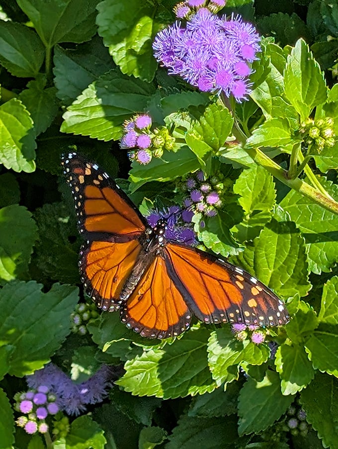 Nature's stained glass window—a monarch butterfly showing off colors that would make a sunset jealous. Fashion inspiration that actually flies.