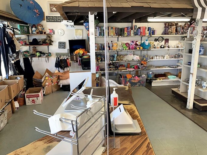 Behind the counter, shelves overflow with curated curiosities – the staff's discerning eye evident in what makes it to this prime retail real estate.