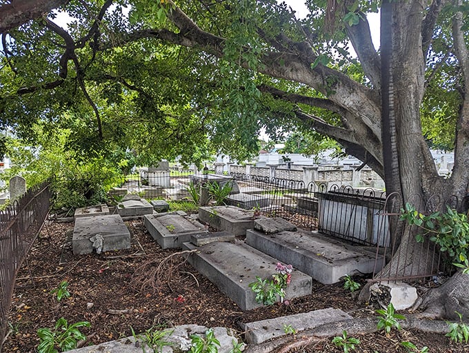 Beneath this magnificent tree, generations rest in dappled shade—nature providing the ultimate canopy for eternal afternoon naps.