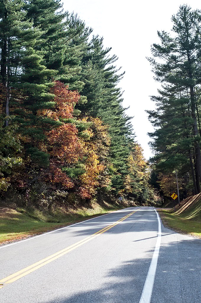 Towering pines stand sentinel alongside autumn's more flamboyant performers. Nature's own version of straight men and comedians.