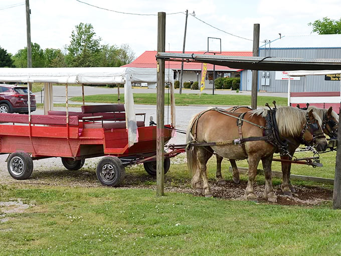 Powerful draft horses demonstrate that some traditions are too valuable to trade for horsepower.