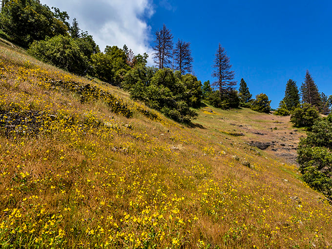 Golden hillsides dotted with wildflowers prove California knows how to do summer right, even at elevation.