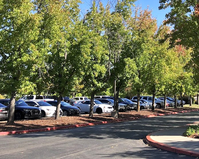 Even the parking area offers shade from towering trees – nature's way of ensuring your car doesn't become an oven while you're inside becoming a shopping champion.