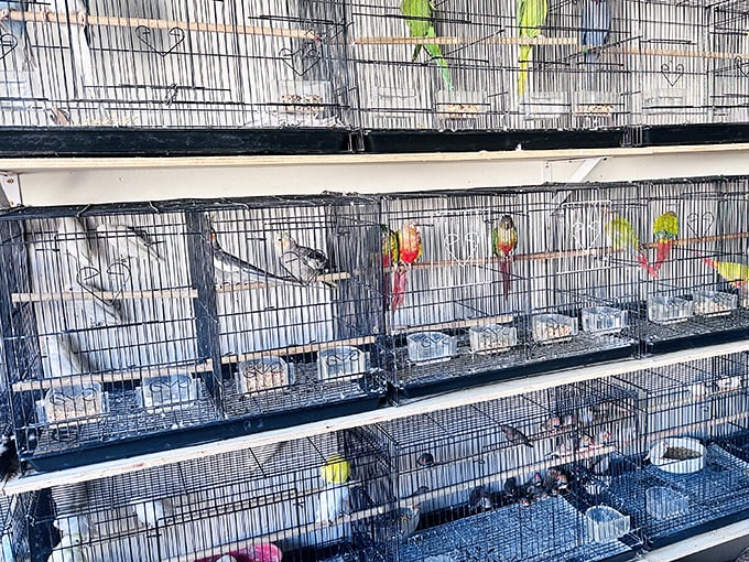 The bird department—where feathered friends chirp and flutter, reminding shoppers that pets, too, can be among the day's treasures.