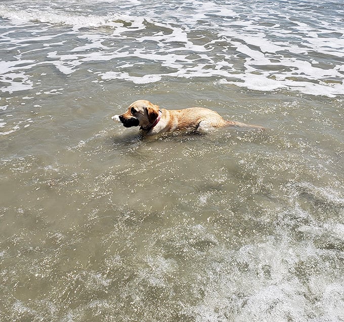 Dogs understand vacation better than humans. This happy pup demonstrates the proper way to enjoy the Atlantic – fully immersed.