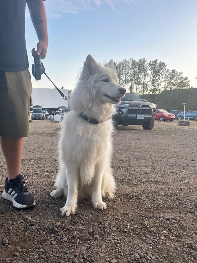 Four-legged film critics welcome! This fluffy moviegoer seems more interested in the snack potential than the plot development.