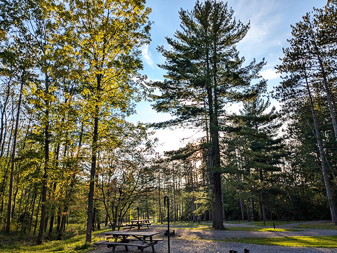 Picnic tables positioned for perfect lunchtime views – because sandwiches always taste better with a side of spectacular.