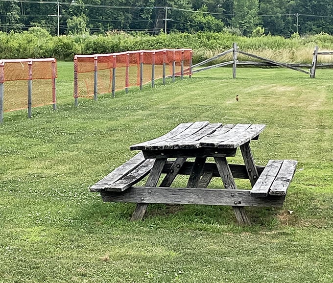 The perfect picnic spot awaits – this weathered table has hosted countless family gatherings and impromptu lunches.