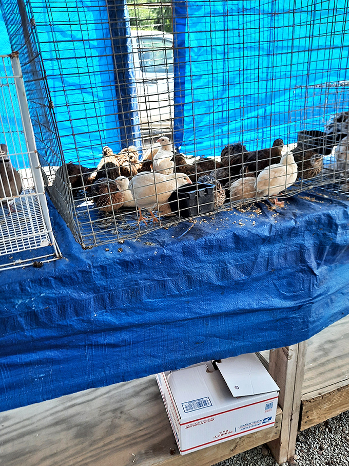 Farm-fresh opportunity clucks behind wire mesh—these feathered friends represent rural Tennessee's practical approach to both pets and breakfast possibilities.