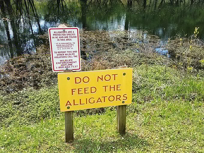 Signs that remind you this isn't Disney—these are real alligators living their best lives in their natural habitat.