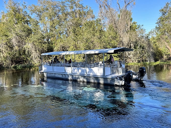 The riverboat cruise: perfect for those who want to experience nature without testing their relationship with sunscreen and mosquito repellent.