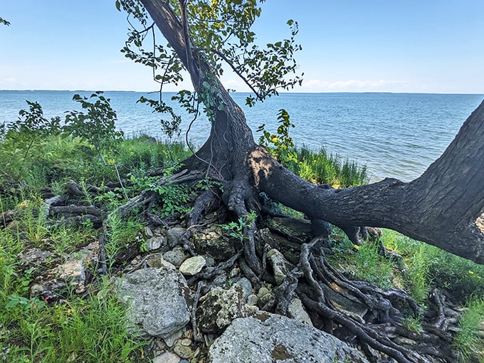 Nature's balancing act—this determined shoreline tree clings to the edge like me holding onto the last cookie in the jar. 