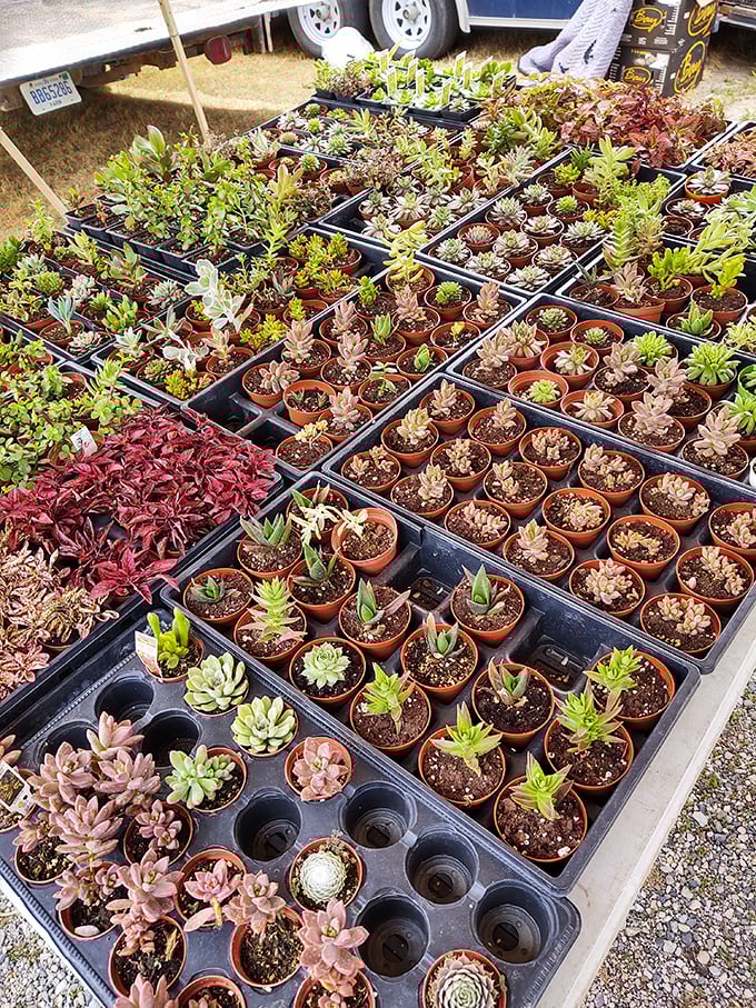 Tiny succulents in perfect formation—nature's low-maintenance artwork for those of us who've loved too many plants too enthusiastically.