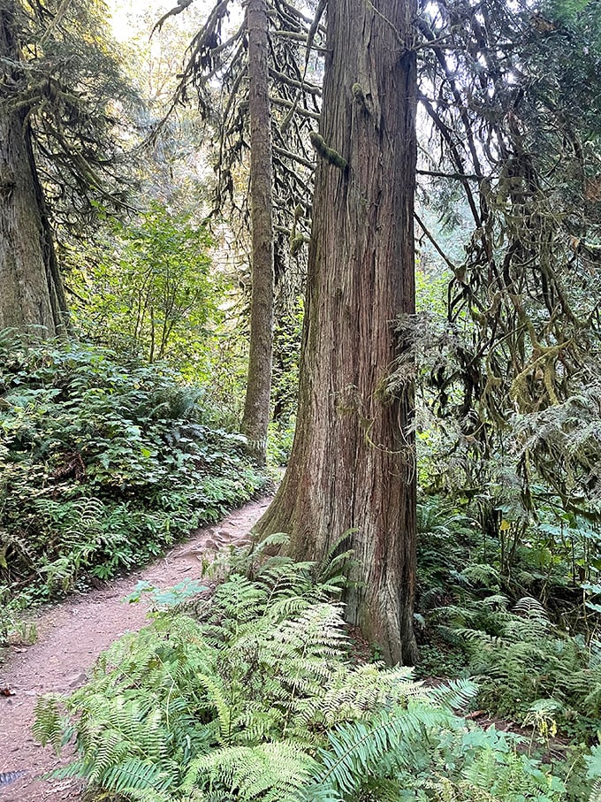Ancient trees standing guard over fern-lined pathways. Walking here feels like stepping into a scene from a fantasy novel.