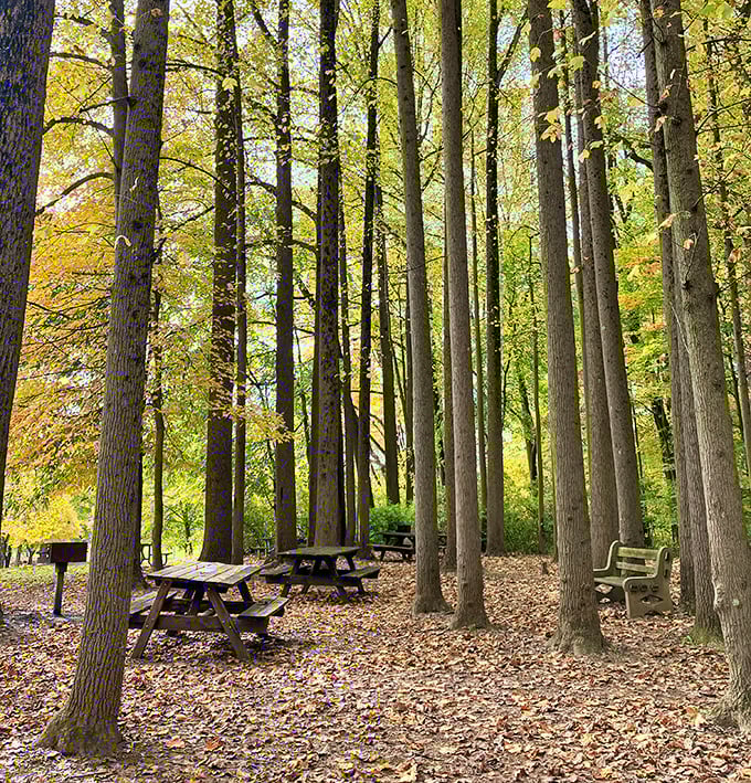 These picnic tables beneath autumn's canopy aren't just lunch spots—they're front-row seats to nature's most spectacular fashion show.