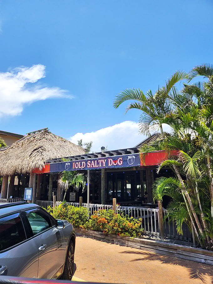 Palm trees and a thatched roof – The Old Salty Dog nails the "Florida seafood experience" before you even sit down.