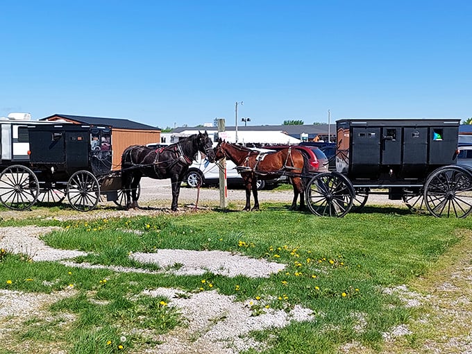 Horse power of a different era. Amish buggies wait patiently outside, reminding visitors that some of the best traditions move at a pace slower than our Instagram feeds.