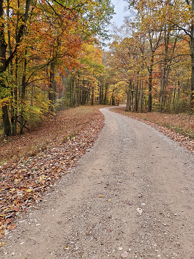 Autumn paints the forest in shades of amber and gold – nature's annual art show that makes leaf-peepers weak at the knees.