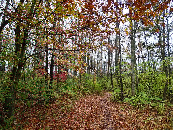 Fall's confetti carpets the forest floor—nature's way of celebrating another successful growing season before winter's intermission.