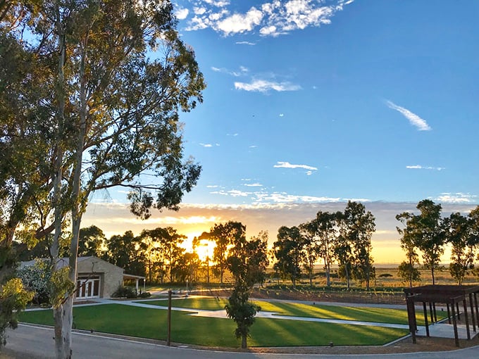Golden hour at the golf course – when even duffers look like pros in this light. The eucalyptus trees stand sentinel over dreams of birdies and eagles.