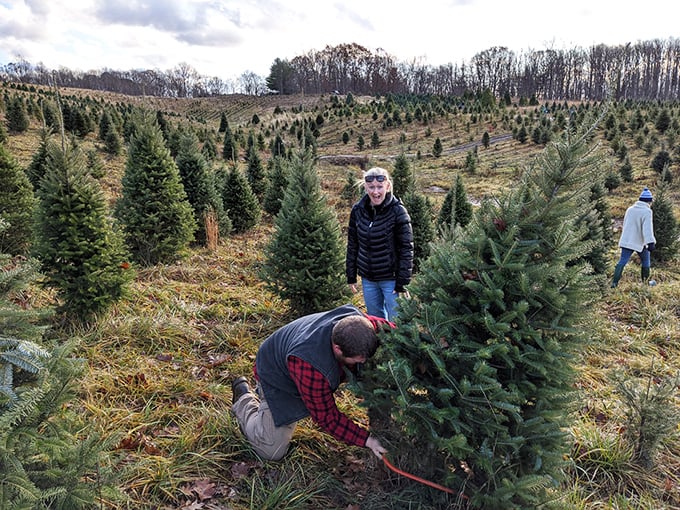 Christmas tree hunting in Greensburg—where "farm to living room" isn't just a trendy concept but a cherished annual tradition.