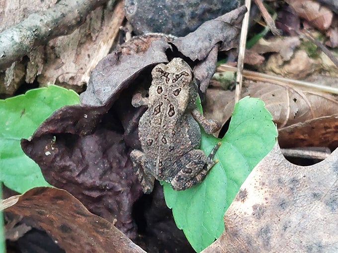 Master of disguise! This camouflaged toad demonstrates why "blending in" is the original survival strategy—millennia before corporate America discovered it.